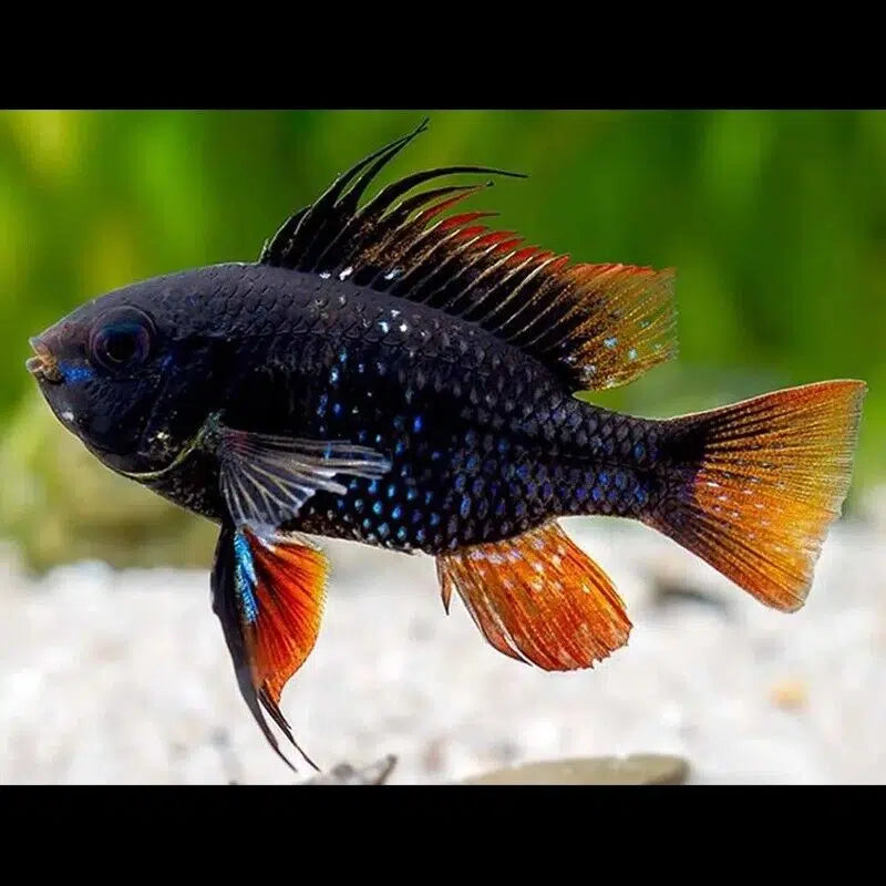 Black Devil Ram - Papiliochromis Ramirezi