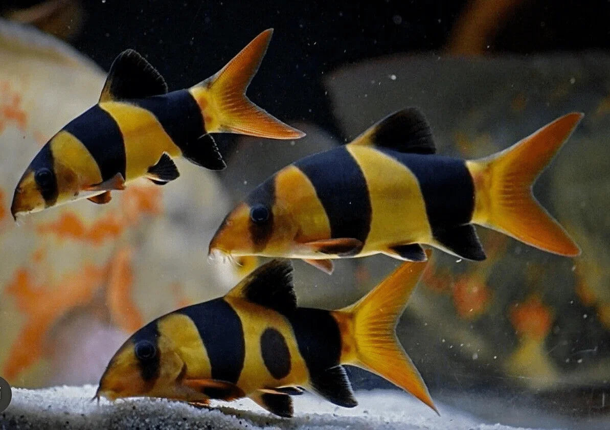 Botia Clown Loach Regular - Botia Macracanthus