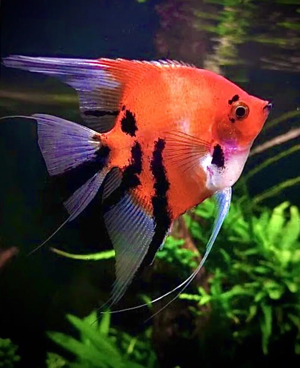 Red Devil Angel Fish - Pterophullum Scalare