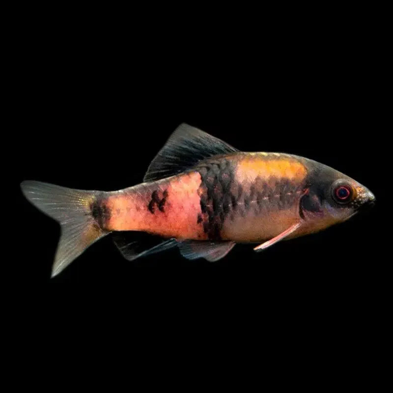 Melon Barb - Haludaria Fasciata