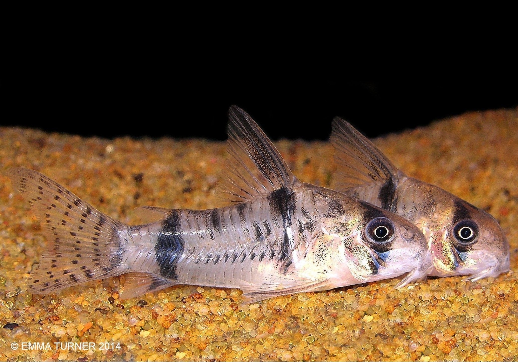 Corydoras Reynoldsi CW12 - Corydoras Reynoldsi