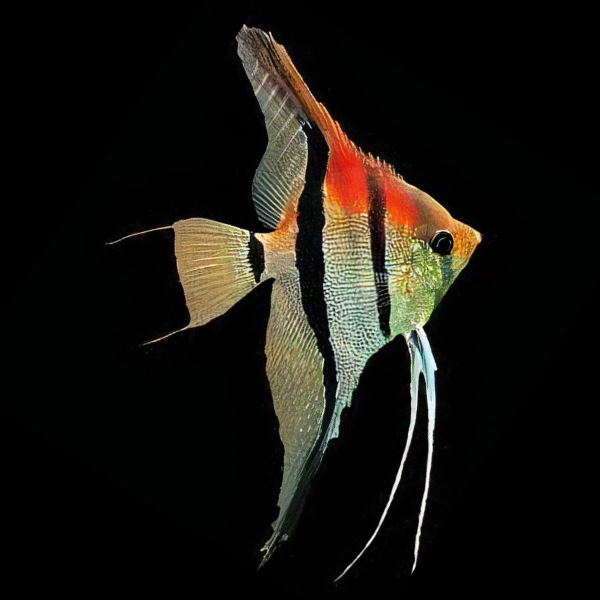 Rio Manacapura Red Back Angel Fish - Pterophyllum Scalare