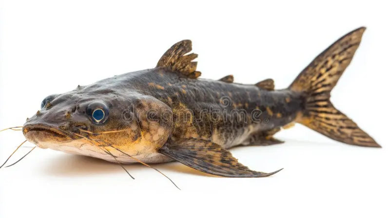 Devil Catfish - Bagarius Yarrelli