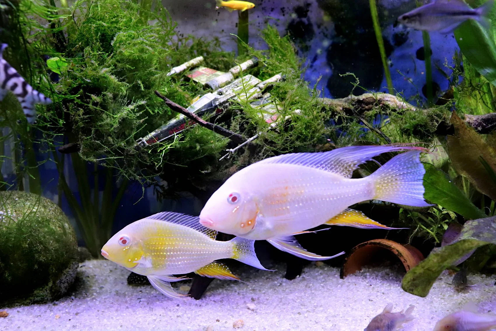 Albino Threadfin Acara - Acarichthys Heckelii